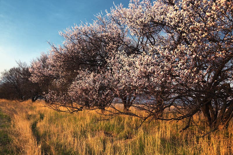 Blooming Wild Apricot Trees Stock Image - Image of scene, morning: 23255073