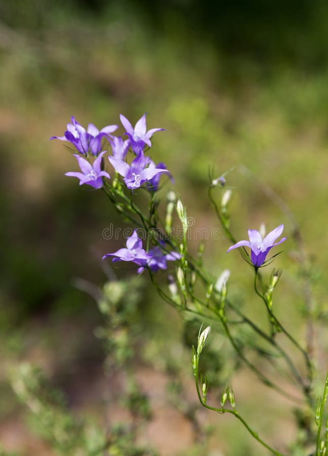 Blooming Wild Blue Bells Closeup Stock Image - Image of flower ...