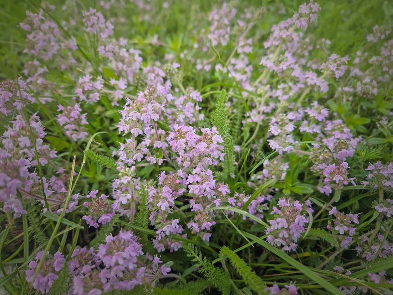 Blooming Wild Creeping Thyme Herb with Pink Blossoms. Thymus Serpyllum ...