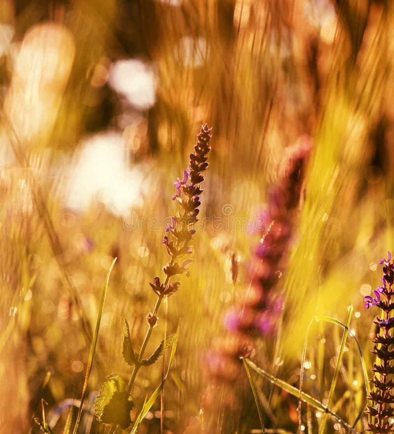 Blooming wild flowers stock photo. Image of delicious - 32949484