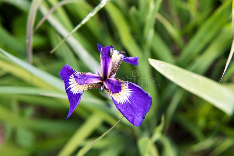A blooming wild iris stock image. Image of shore, iris - 269355727