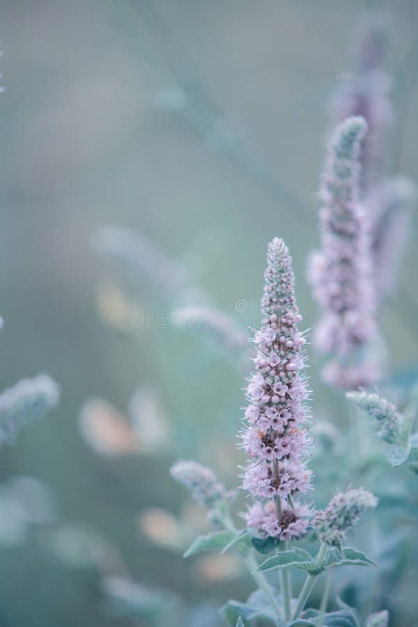 Blooming wild mint stock image. Image of ingredients - 33493987
