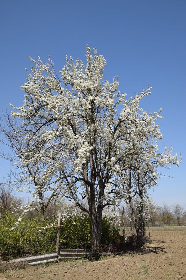 Blooming wild pear trees stock image. Image of green - 54437977