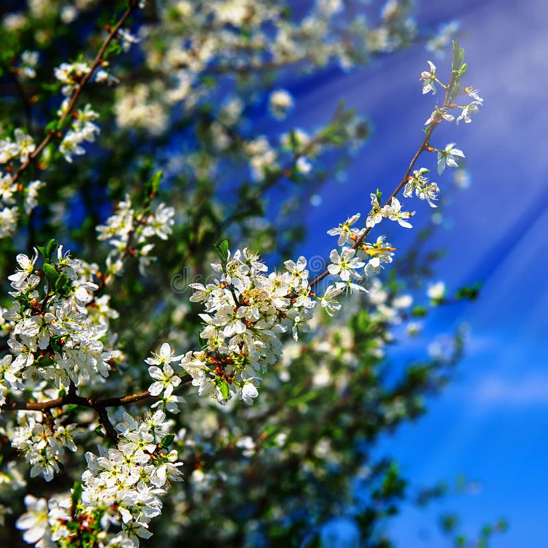 Blooming wild pear trees stock image. Image of green - 54437977