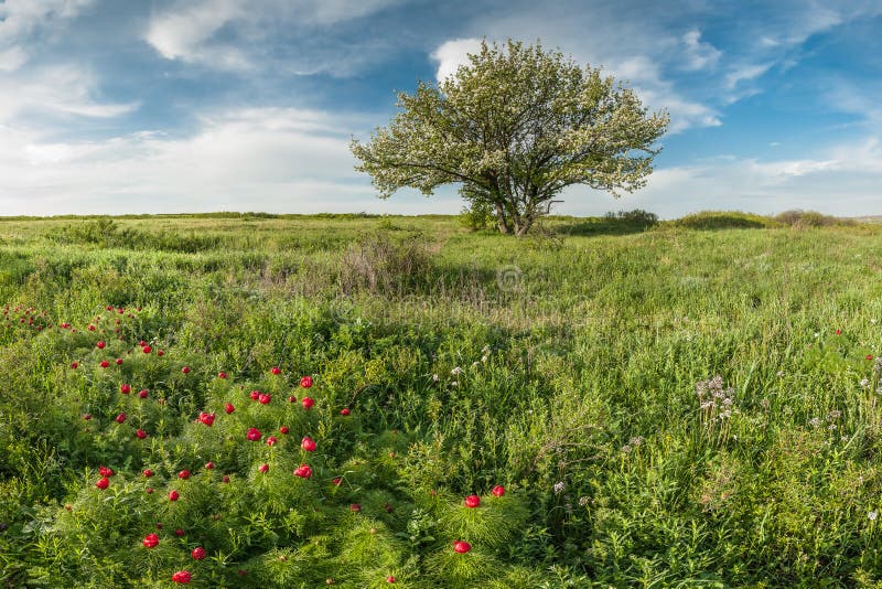 Blooming Wild Peonies in Steppe Stock Image - Image of beautiful, light ...