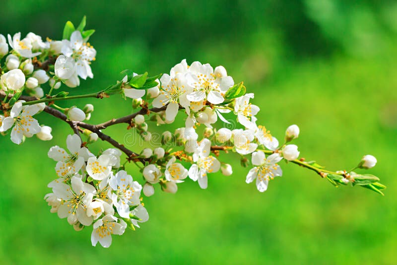 Blooming wild plum tree stock photo. Image of petal - 114267784