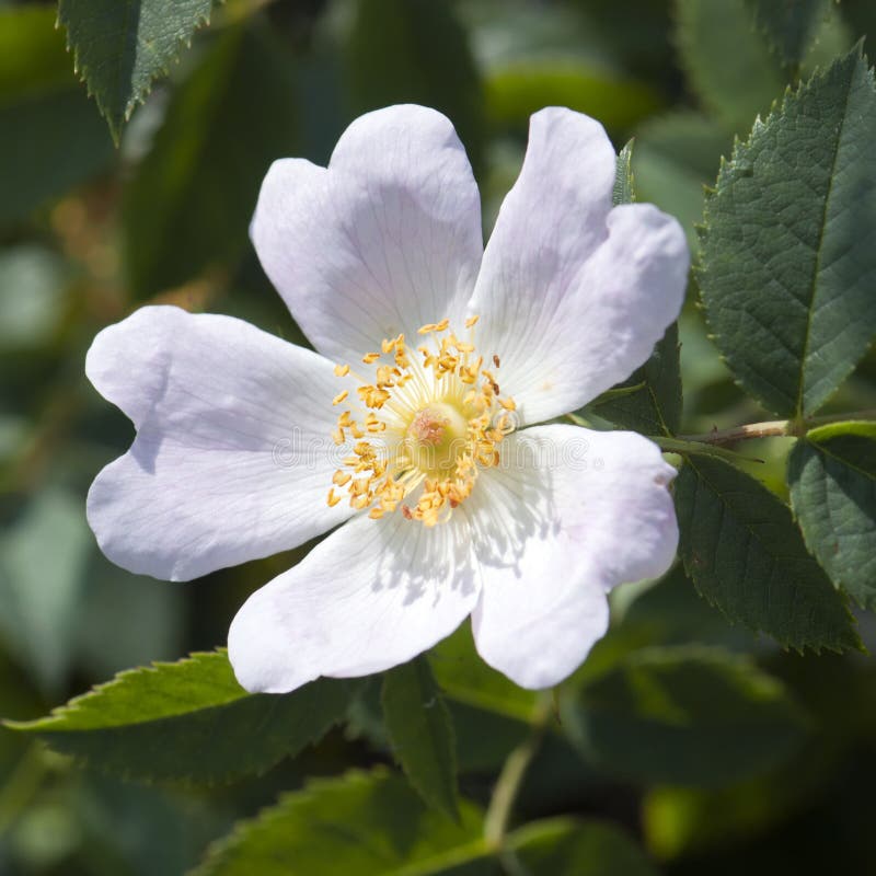 Blooming wild rose stock photo. Image of background, macro - 29498276