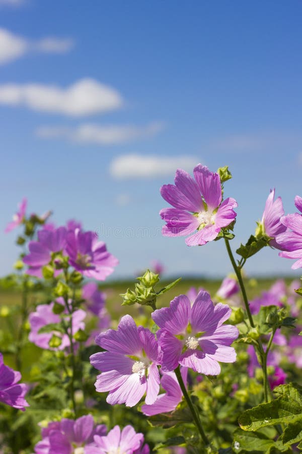 Blooming Wild Rose on a Green Field Stock Photo - Image of rose, wild ...