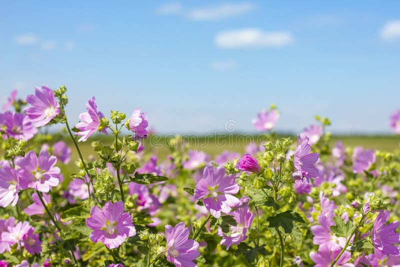 Blooming Wild Rose on a Green Field. Stock Image - Image of flower ...
