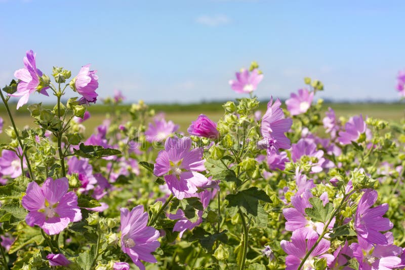 Blooming Wild Rose on a Green Field. Stock Photo - Image of wild ...