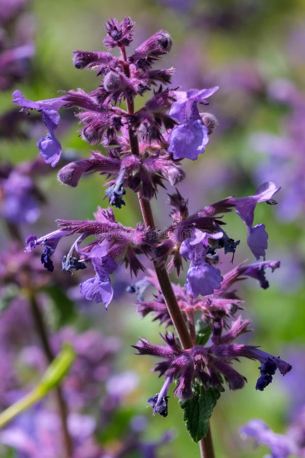 stock photo. Image of green, outdoors, agriculture, medicine - 9698130
