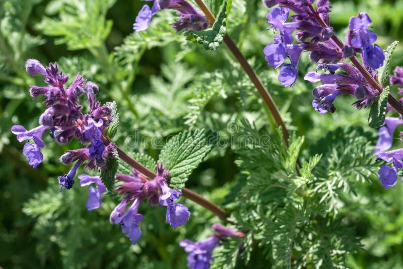 stock photo. Image of green, outdoors, agriculture, medicine - 9698130