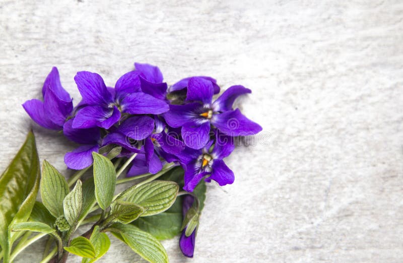 Blooming Wild Violets Flowers on Wood Background Stock Photo - Image of ...
