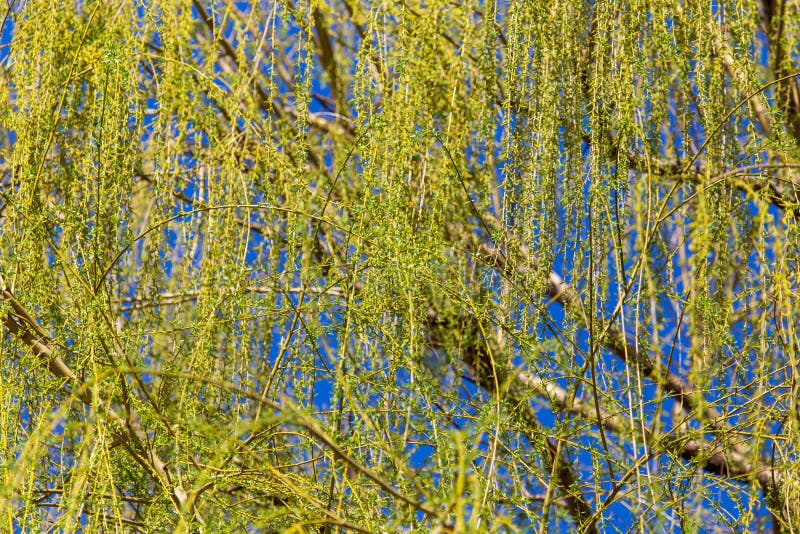 Blooming on Willow Branches in Spring Stock Photo - Image of nature ...