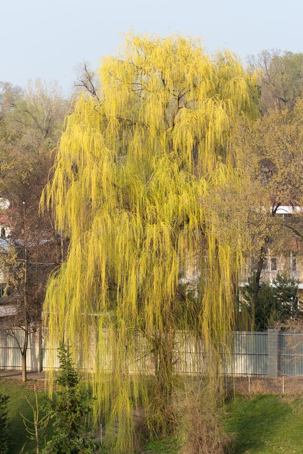 Blooming Willow on the Nature Stock Image - Image of blooming, summer ...
