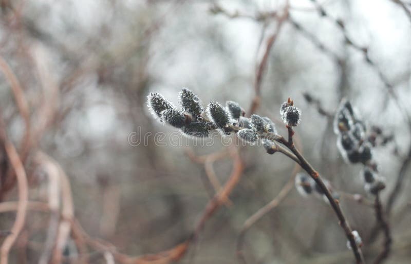Blooming Willow with Rain Drops Stock Image - Image of nature, fluffy ...