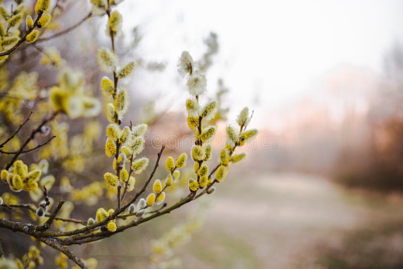 Blooming Willow in Spring Time Stock Image - Image of easter, flowers ...