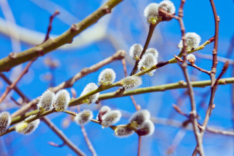 Blooming Willow Twigs with Raindrops in the Forest, Horizontal Stock ...