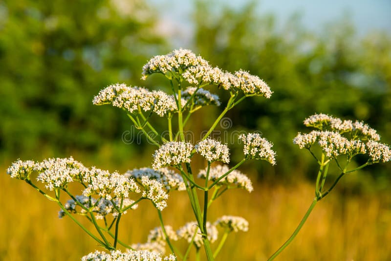 Blooming Yarrow Herb on Light Meadow Stock Photo - Image of outdoors ...