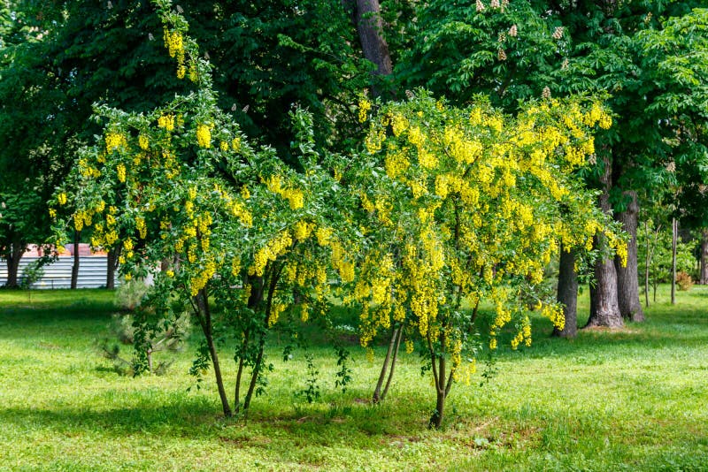 Blooming Yellow Acacia Tree Stock Image - Image of blossom, acacia ...