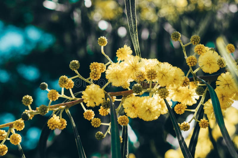 Blooming Yellow Acacia Tree. Close Up of Yellow Blooming Spring Flowers ...