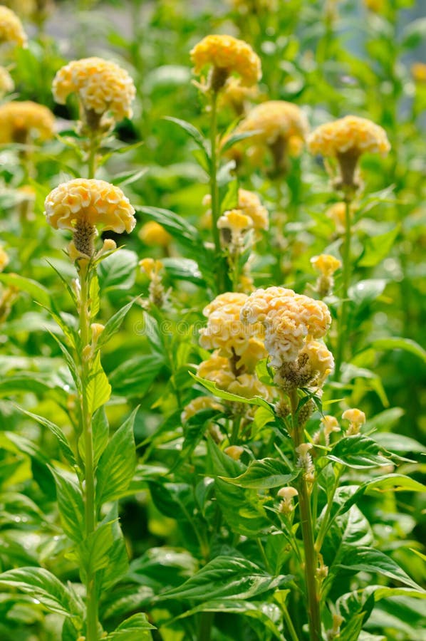A View of Blooming Yellow Cockscomb Flowers Stock Image - Image of ...