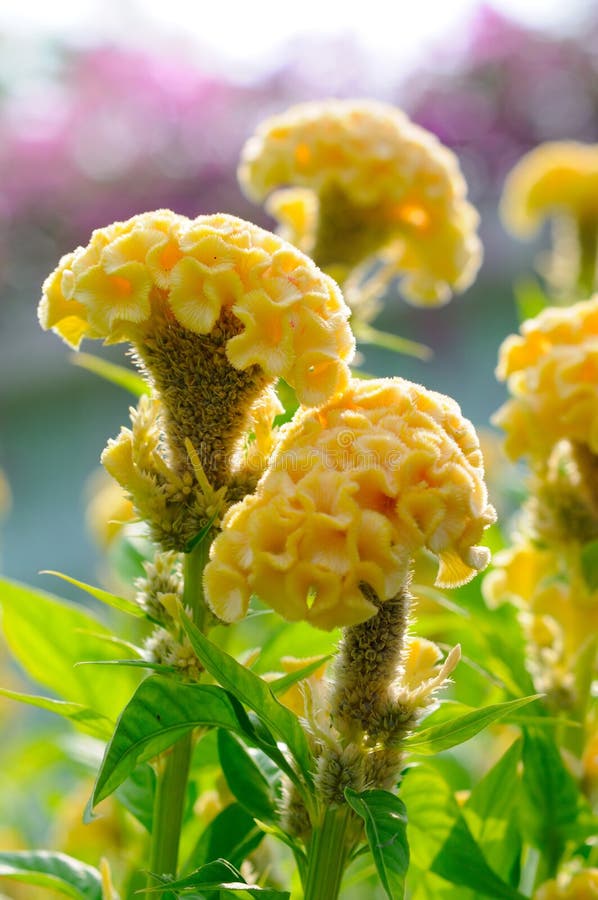 Blooming Yellow Cockscomb Flowers Stock Image - Image of blossoming ...
