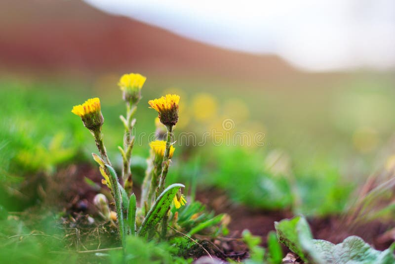 Colts-foot stock photo. Image of nature, wild, growing - 2273502