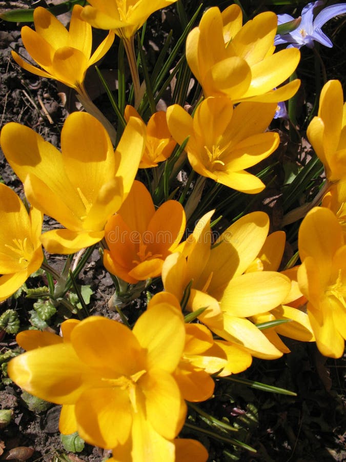 Blooming yellow crocus stock image. Image of bowl, grass - 19357111