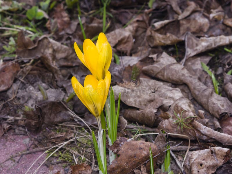 Blooming Yellow Crocus in Dry Leaves Macro, Selective Focus Stock Photo ...