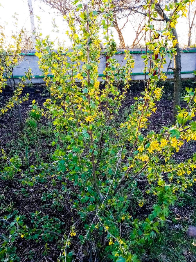 Blooming Yellow Currant Bush Side View Stock Image - Image of green ...