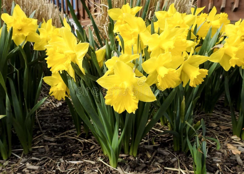 Blooming Yellow Daffodil Bulbs Stock Image - Image of blooming, green ...