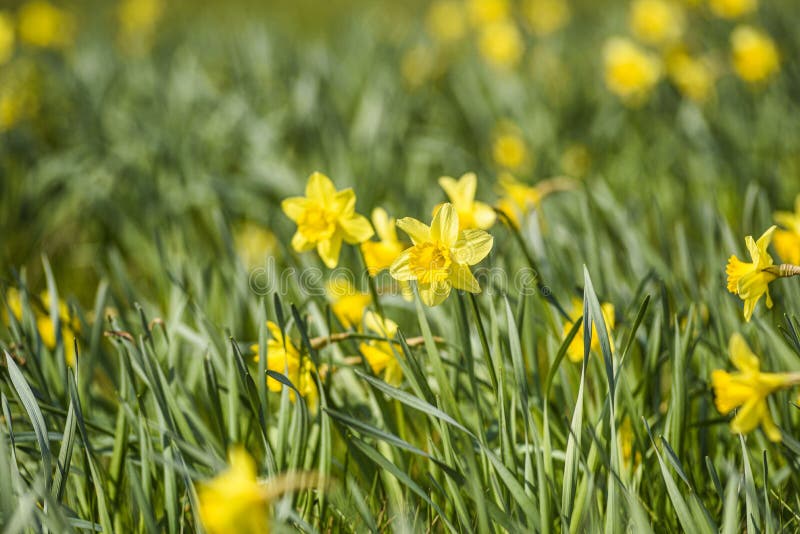 Blooming Yellow Daffodils in the Spring Garden Stock Photo - Image of ...