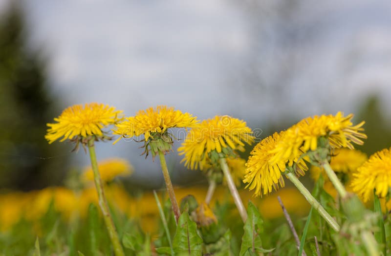 Blooming yellow dandelions stock image. Image of field - 30419215