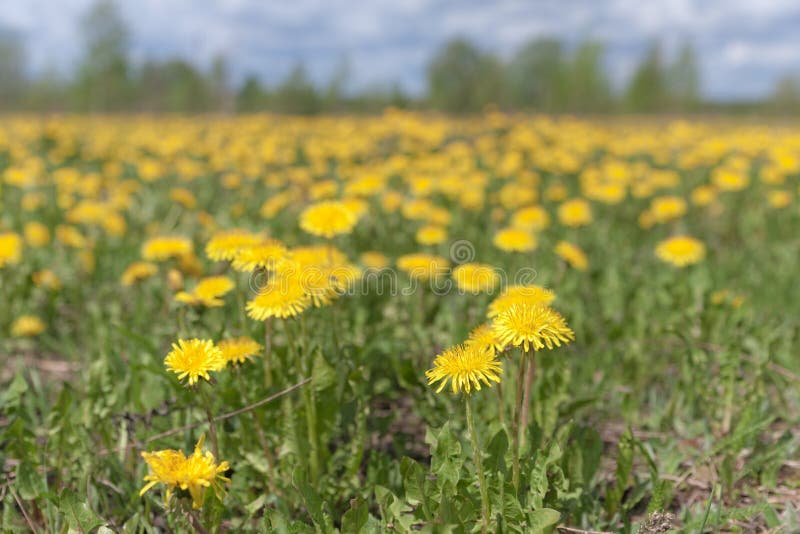 Blooming yellow dandelions stock photo. Image of landscapes - 30276716