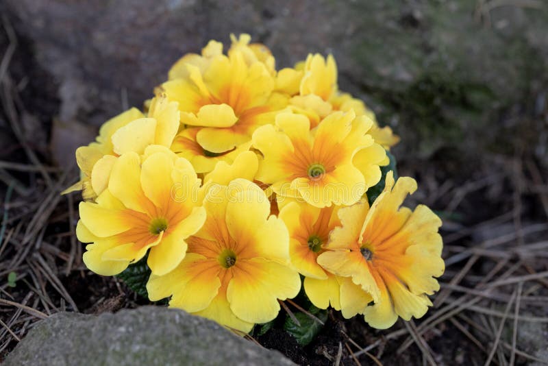 Blooming Yellow Flower Primula Stock Photo - Image of focus, decorative ...