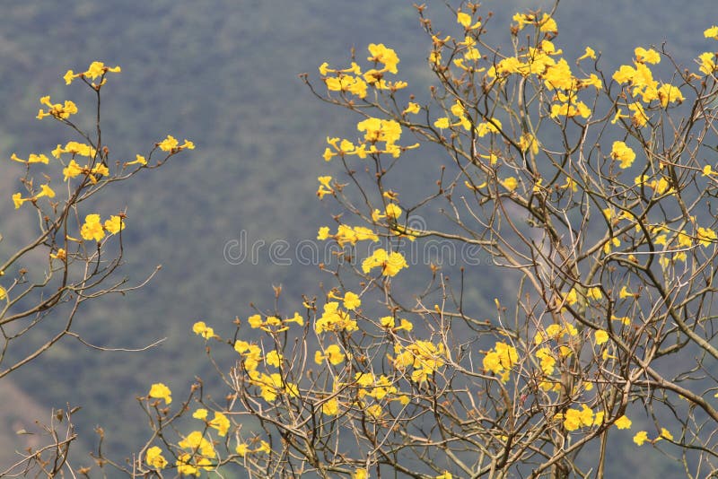 A Blooming Yellow Flower Tree with Naure, Tabebuia Chrysantha Stock ...