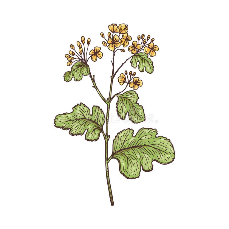 Yellow Mustard Plant Flowers Stock Illustrations 447 Yellow Mustard Plant Flowers Stock