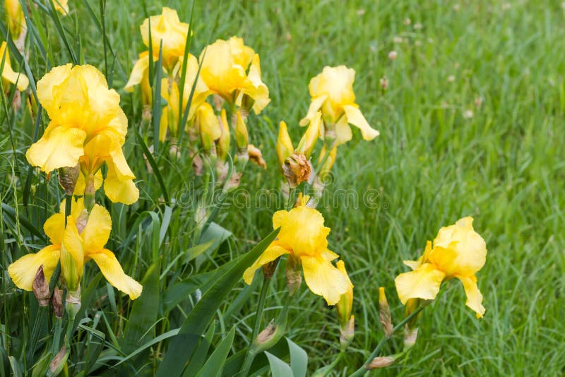 Irises with Yellow Flowers in Lake Bank in Sunny Weather Stock Image - Image of closeup, grass ...
