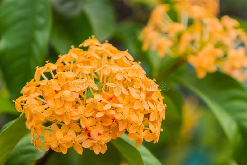 Blooming Yellow Ixora Flowers. Stock Image - Image of herb, freshness ...
