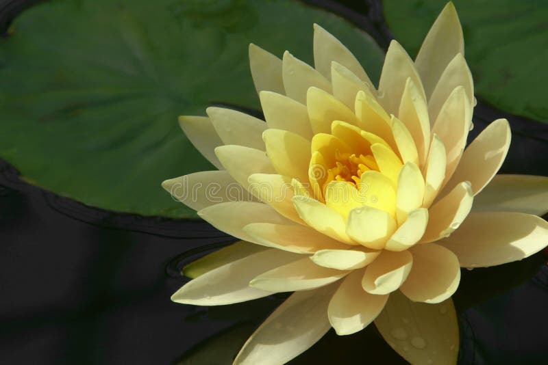 Blooming Yellow Lotus Flower Stock Photo - Image of freshness, floral ...