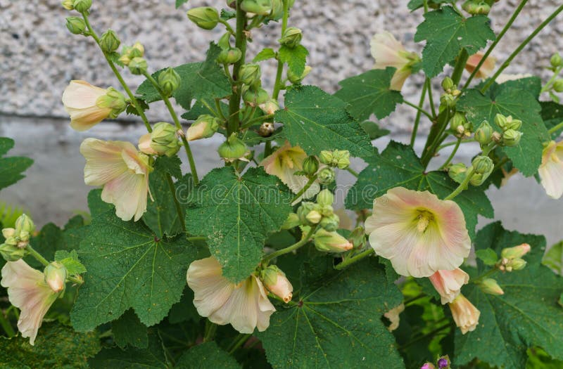 Blooming Yellow Mallow. Beautiful Delicate Flowers of Yellow Mallow on ...