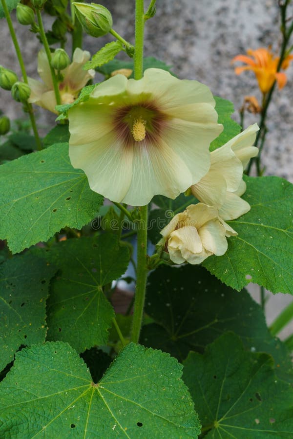 Mallow Flowers Stock Photos - Download 6,523 Royalty Free Photos