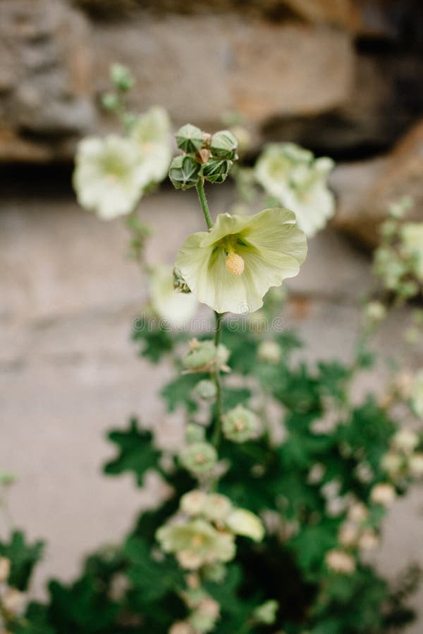 Blooming Mallow. Beautiful Flowers of Yellow Mallow on the Background ...