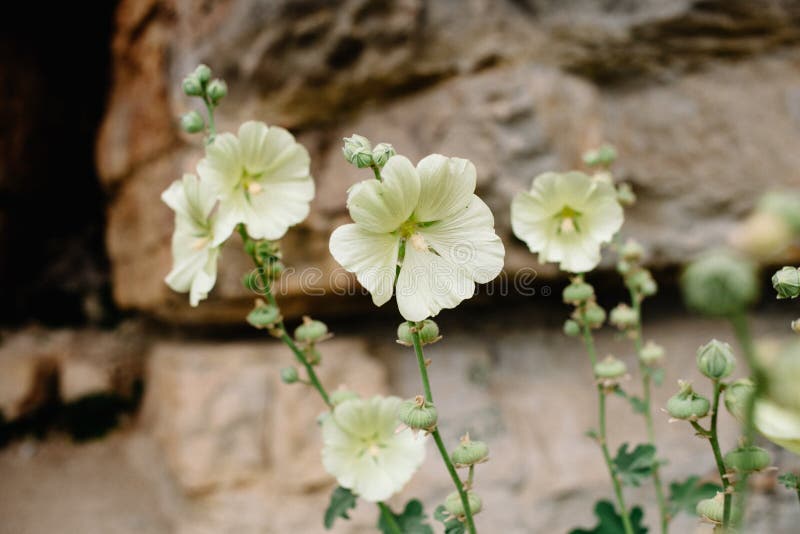 Blooming Mallow. Beautiful Flowers of Yellow Mallow on the Background ...
