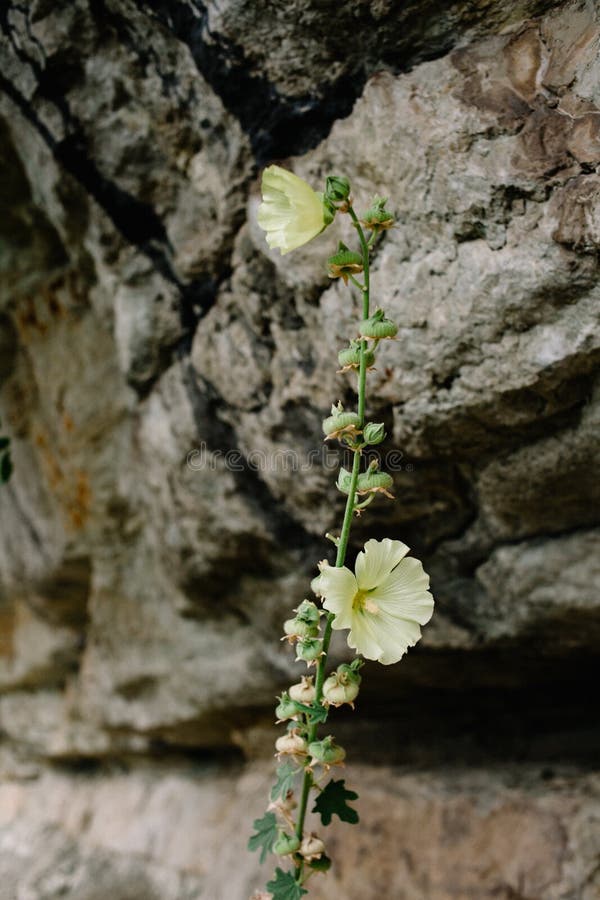 Blooming Mallow. Beautiful Flowers of Yellow Mallow on the Background ...