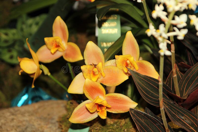 Blooming Yellow Orchids stock image. Image of leaf, shrub - 269426901