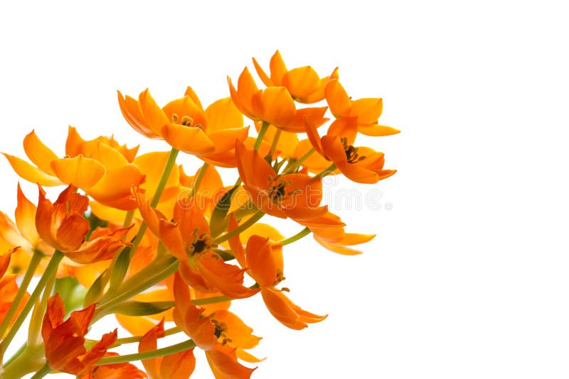 Blooming Yellow Ornithogalum Dubium Stock Photo - Image of design, path ...