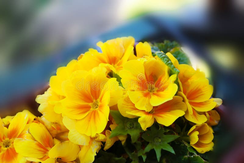 Yellow primula stock photo. Image of beautiful, botanical - 90125682