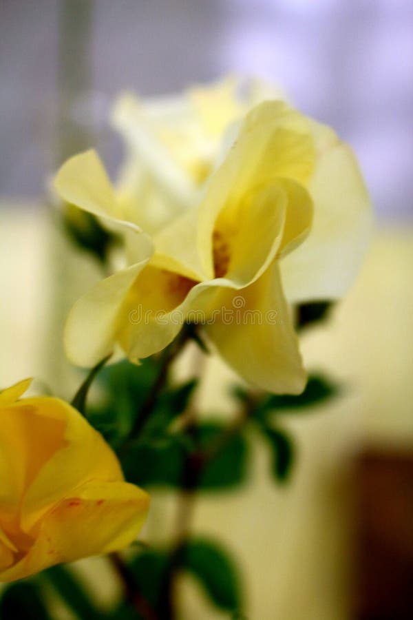 Blooming yellow rose stock photo. Image of delicate, flower - 94832800